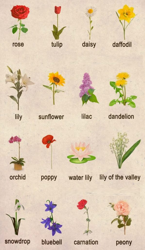 Index of /wp-content/uploads/2018/07/