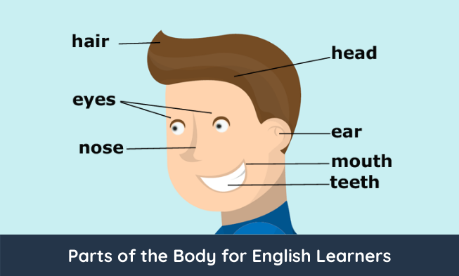 Body Parts Vocabulary For English Learners Body Parts Vocabulary For English Learners