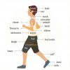 Parts of the Body in English - Infographics (PDF)